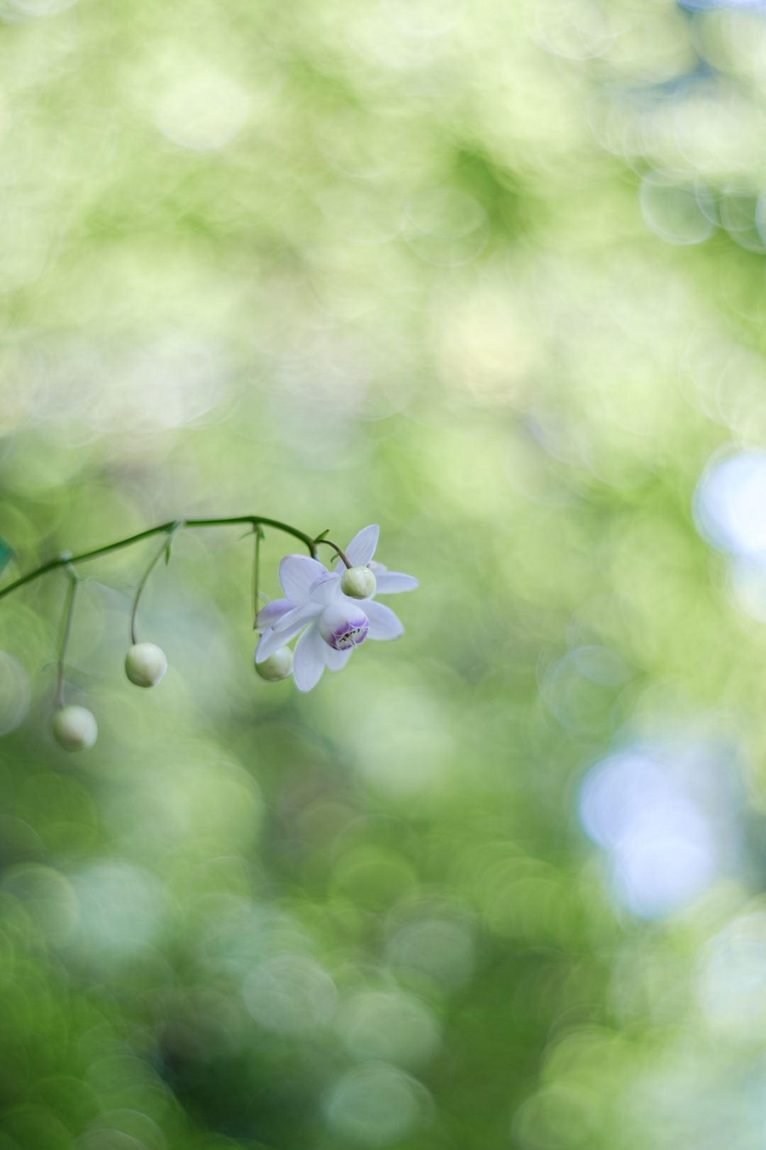 都内の避暑地で出会う「森の妖精」～御岳山レンゲショウマまつり～ | 季節特集 | 特集ページ | 「日本全国の花風景検索サイト【はなまっぷ ...